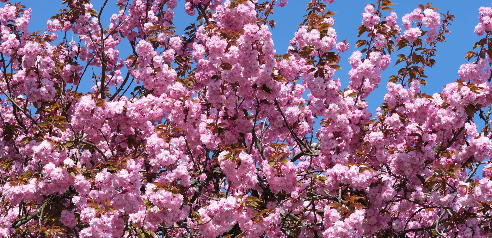 Destination BC | Official Destination BC Website