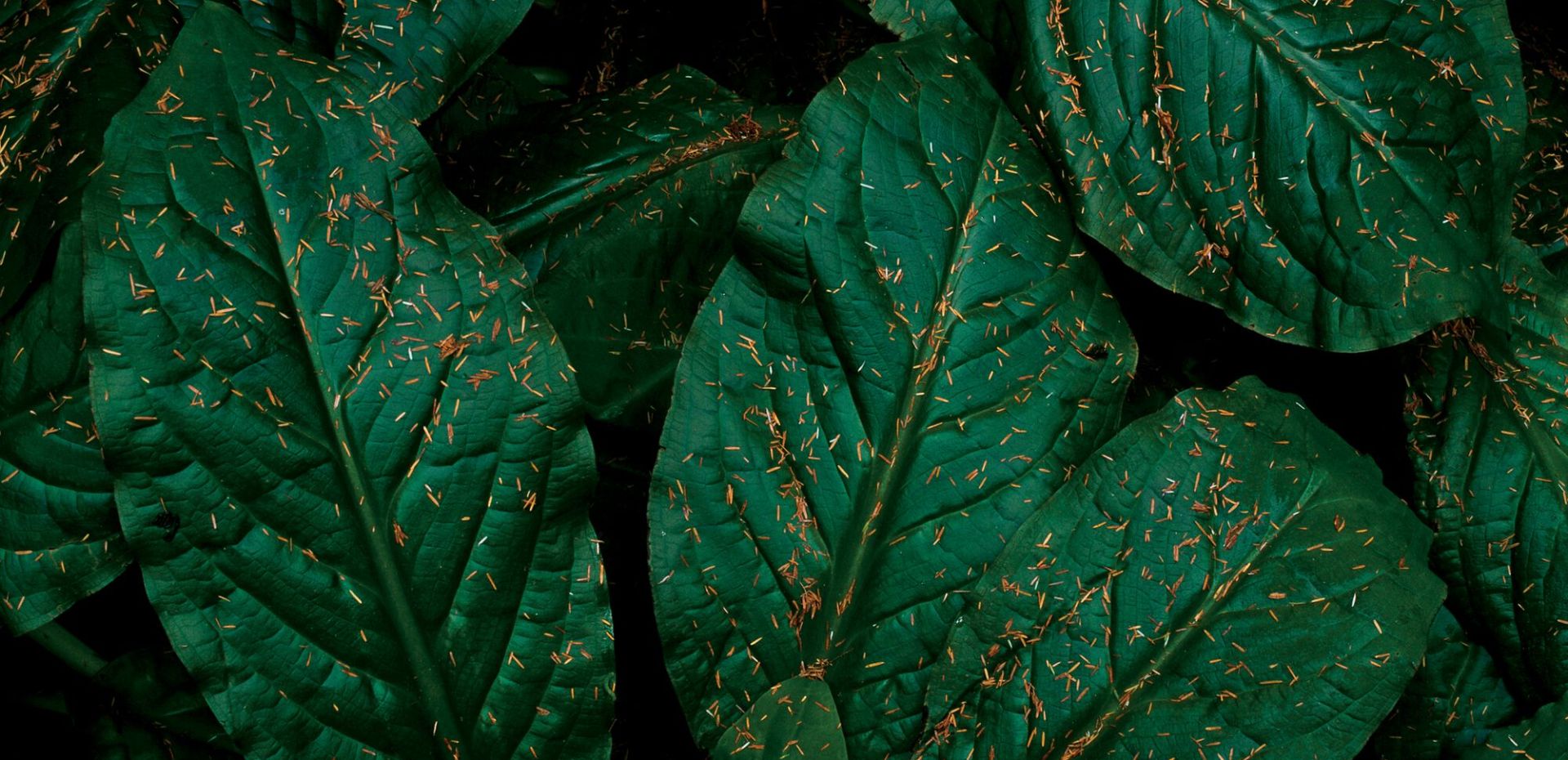 Home - Destination BC - Destination BC